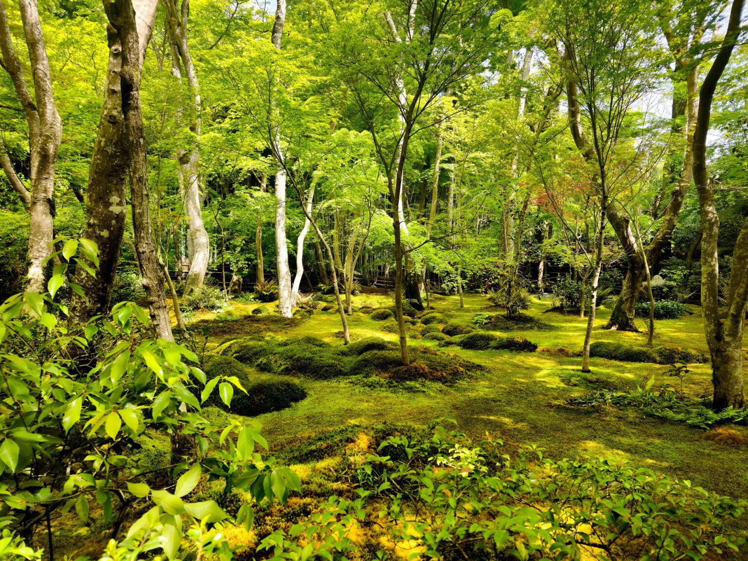 Gioji Temple: A Kyoto Oasis Wrapped in Moss - Espunis in Japan