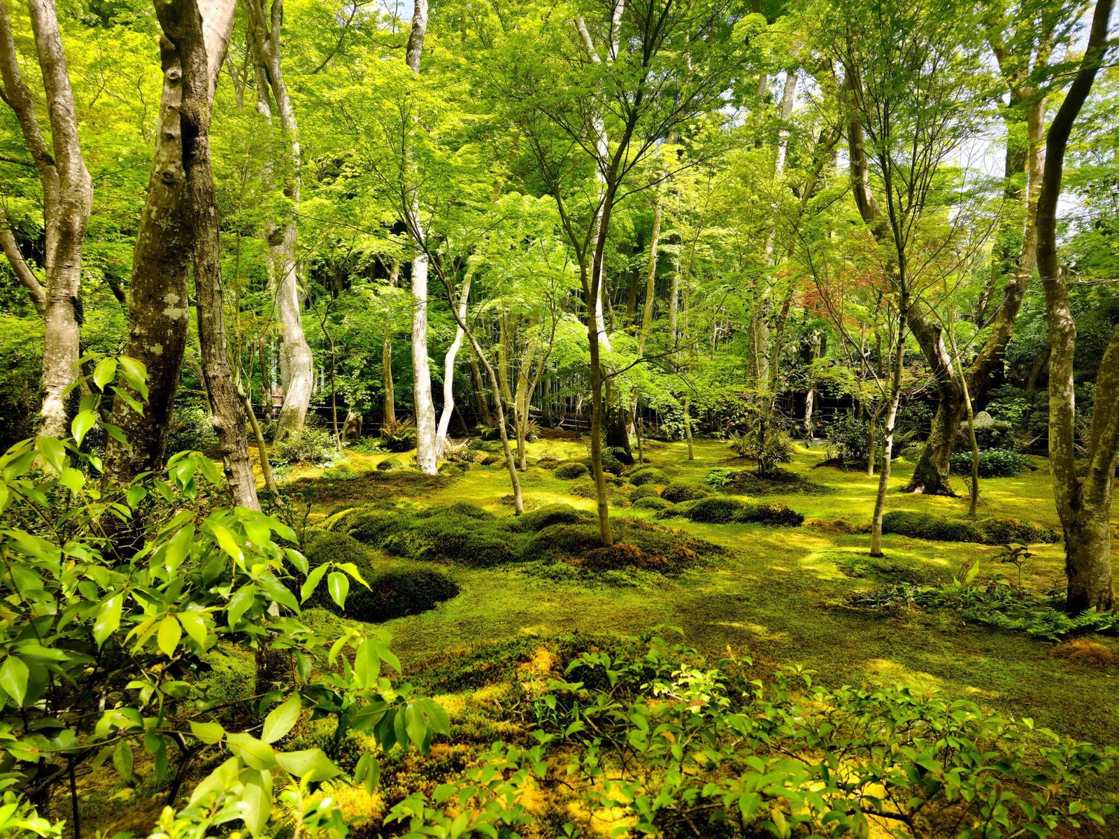 Gioji Temple: A Kyoto Oasis Wrapped in Moss - Espunis in Japan