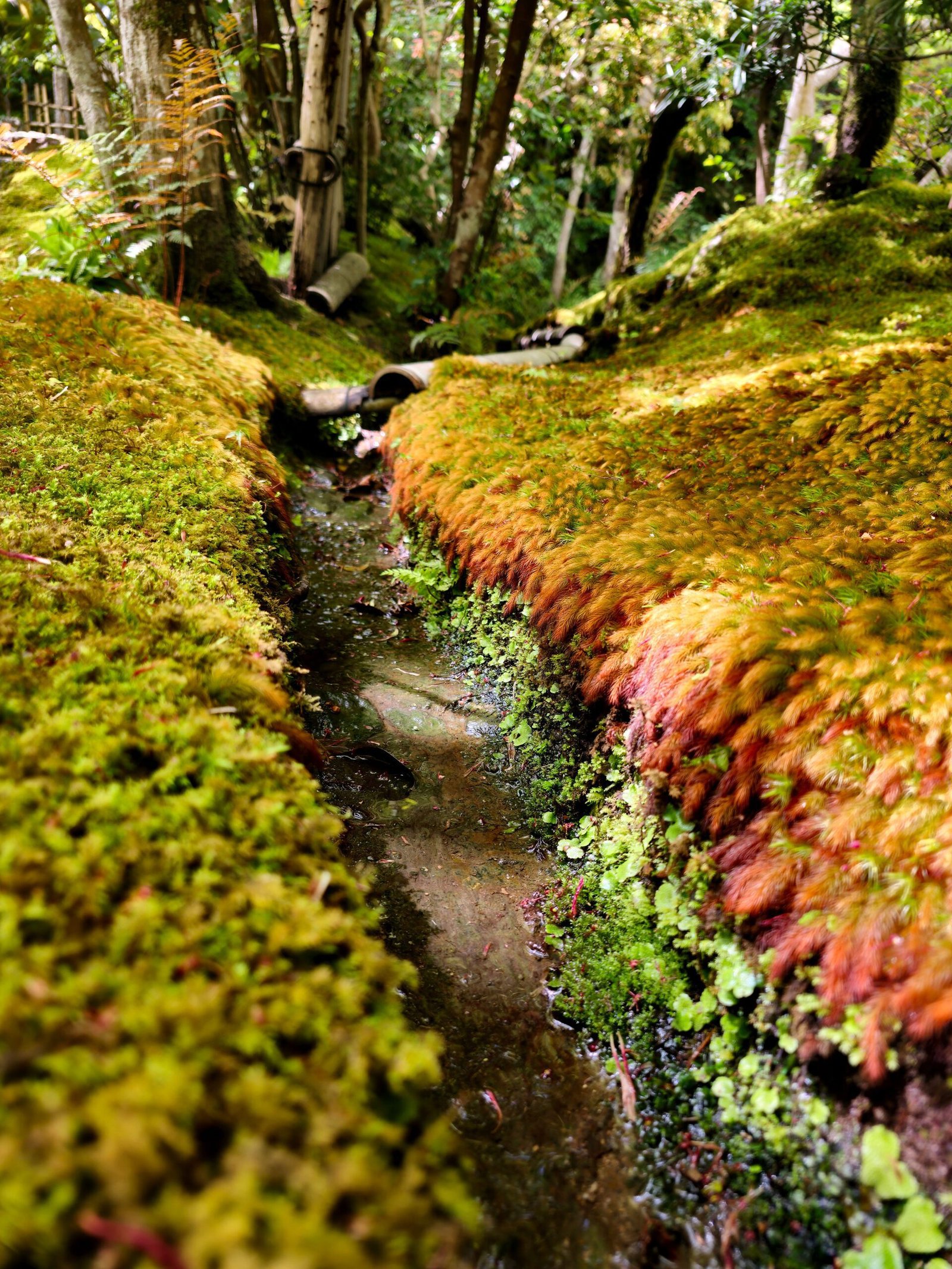 Gioji Temple: A Kyoto Oasis Wrapped in Moss - Espunis in Japan