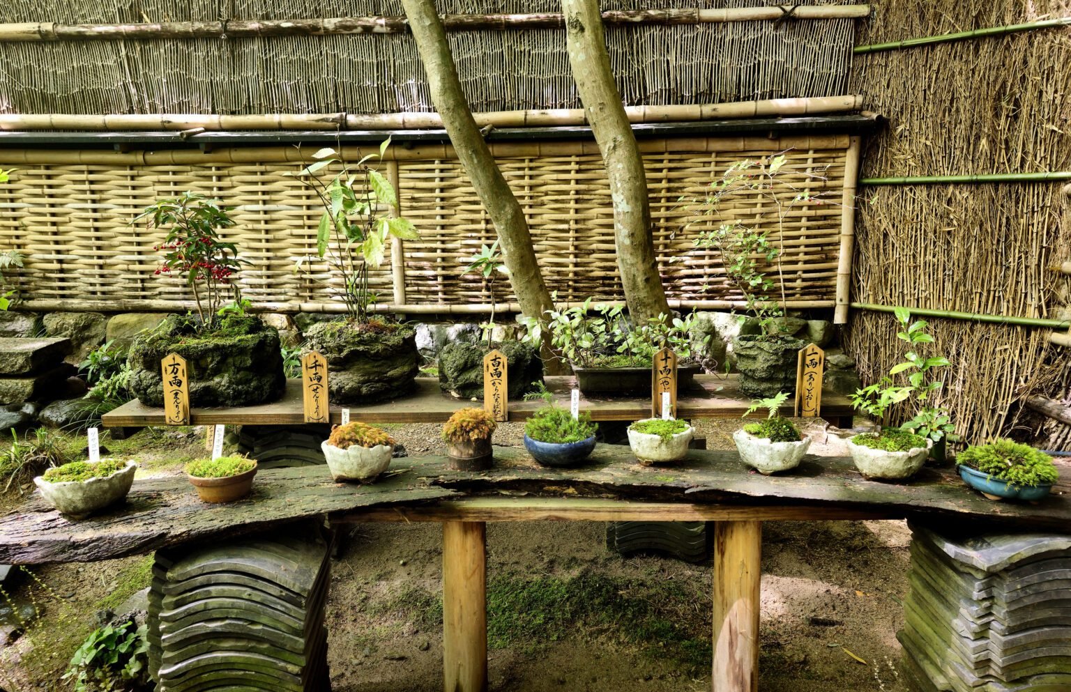 Gioji Temple: A Kyoto Oasis Wrapped in Moss - Espunis in Japan